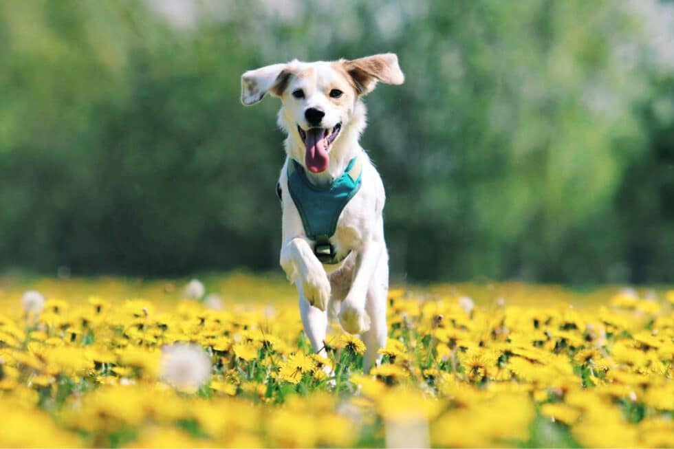 Orthopedic Services Referral Form | Cohutta Animal Clinic